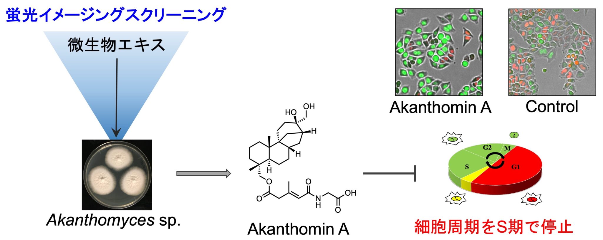最近の研究成果